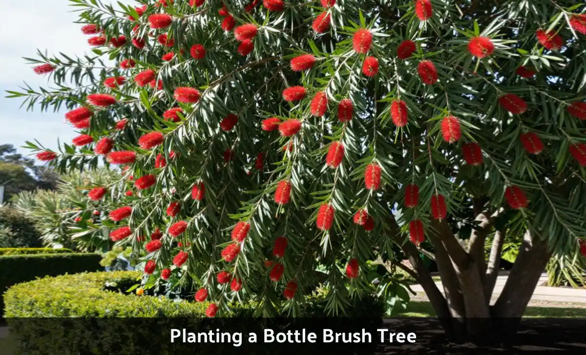 Complete Guide to Planting a Bottle Brush Tree | HomeImprovementGeek